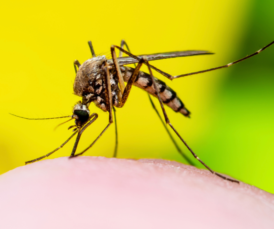 Ko darīt, ja kukainis iekodis — Pacients